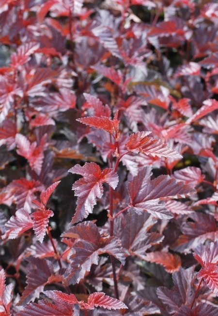 Pęcherznica Lady in Red doniczka 2L